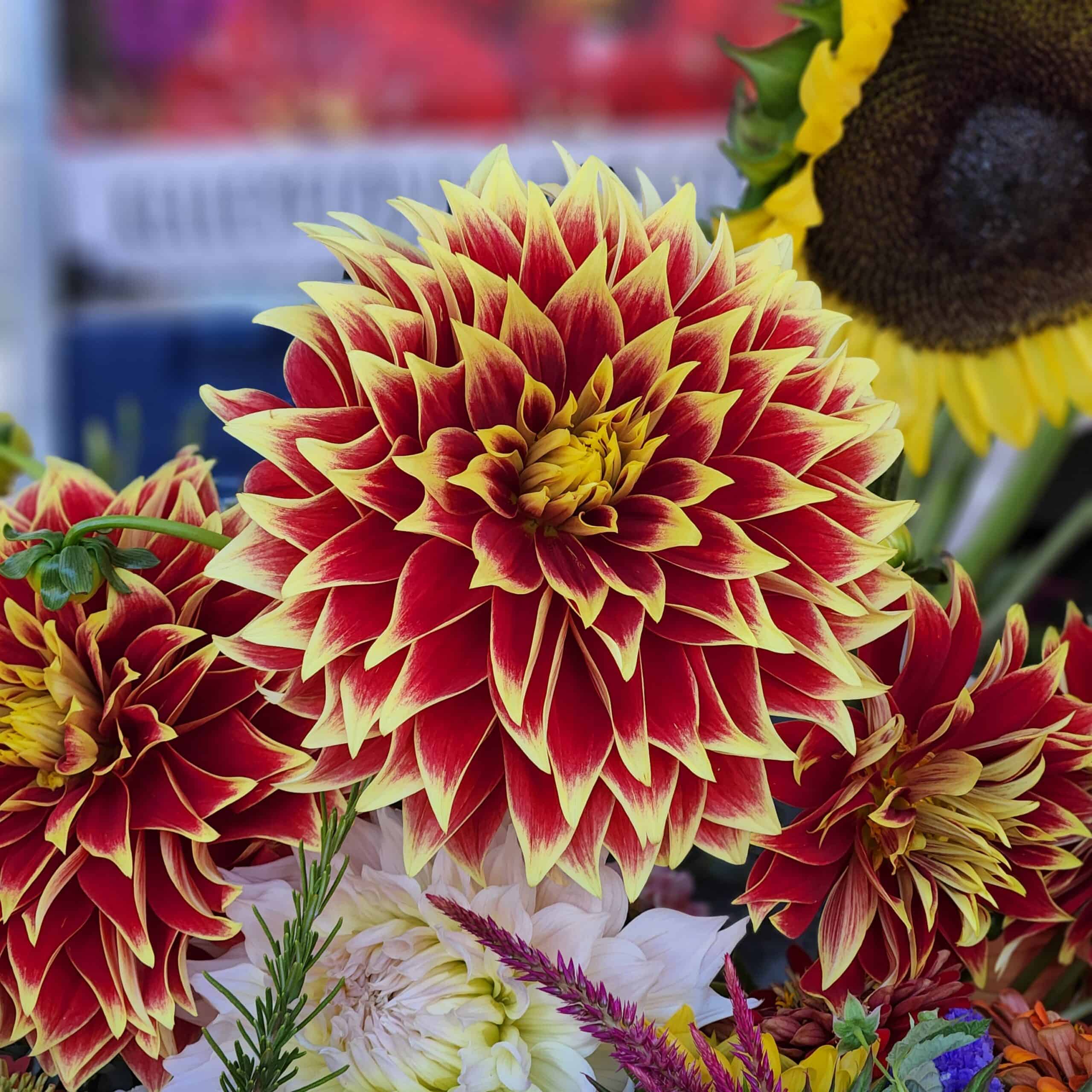 Modesto Certified Farmers Market – Central Valleys Premiere Public Market